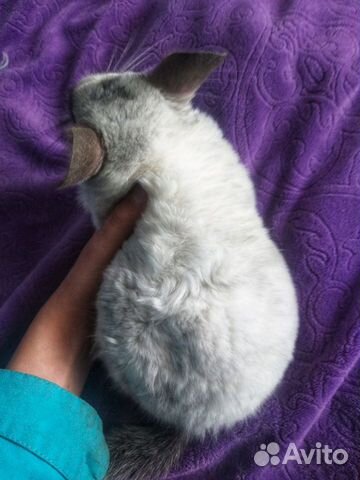 Шиншилла мальчик