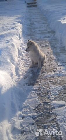 Щенки хаски бесплатно