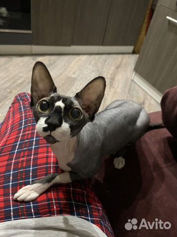 Канадский сфинкс кошка