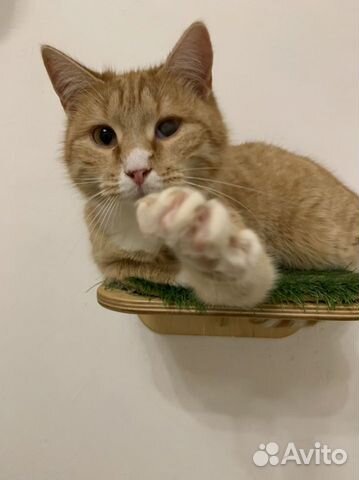 Кошечка Яшма