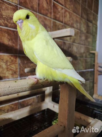 Выставочный волнистый попугай, самка