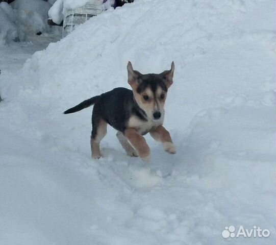 Метис Бигль и Хаски