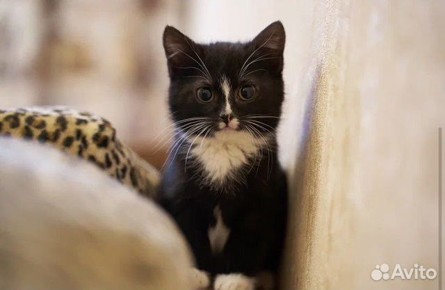 Котенок