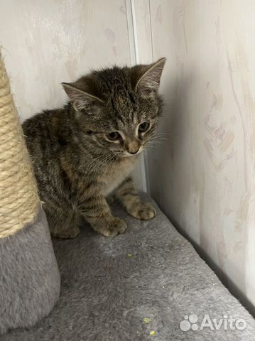 Котенок