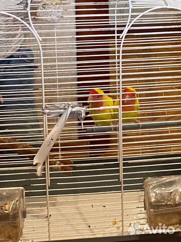 Попугай неразлучники бесплатно