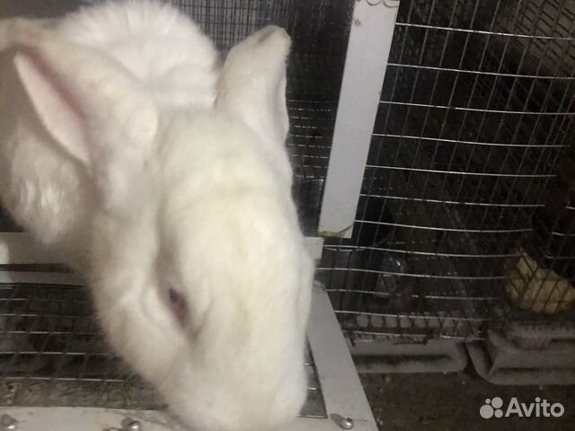 Кролик белый панон