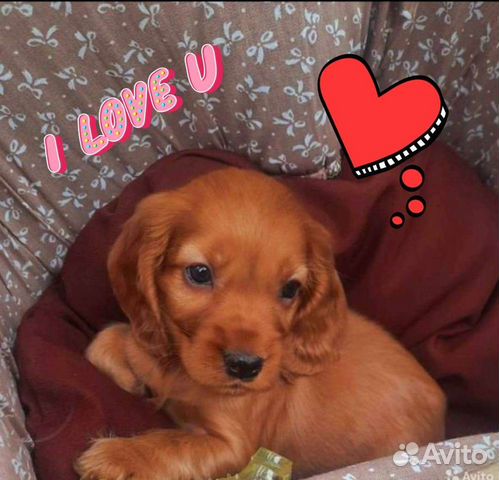 Английский кокер спаниель