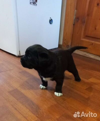 Щенки лабрадор-лайка