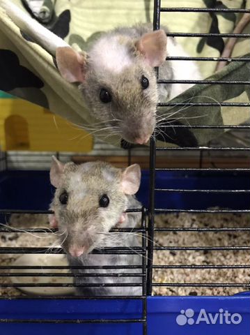 Крысы дамбо с клеткой бесплатно