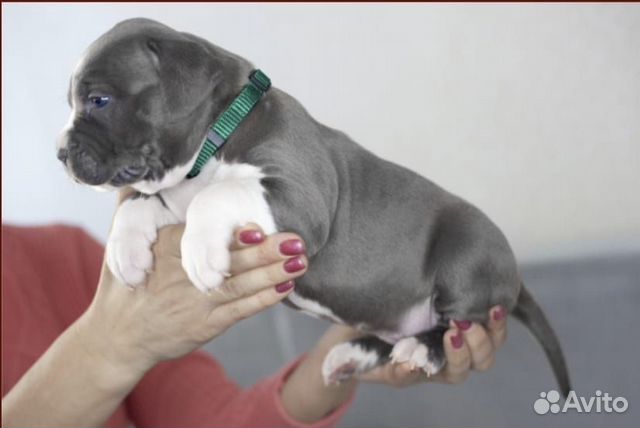 Продаются красивые щенки стаффордширского терьера