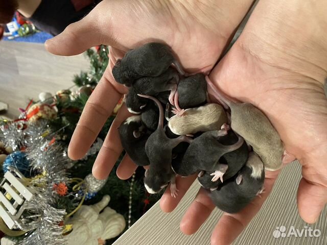 Крыса дамбо хаски / фазз