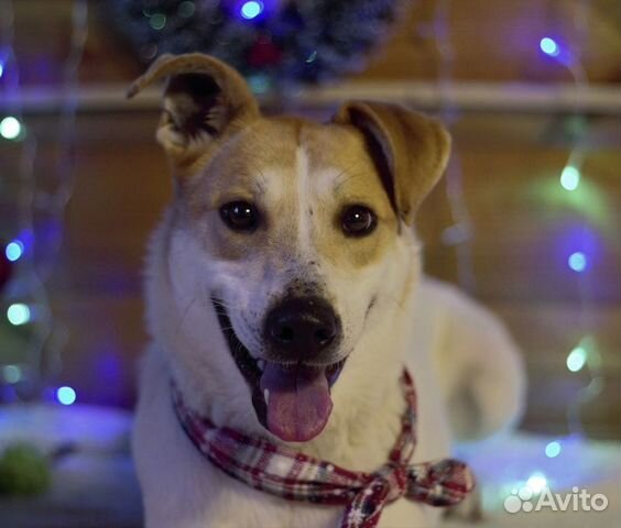 Рада собака с огромным добрым сердцем в дар