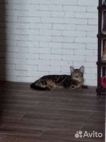 Отдам бесплатно