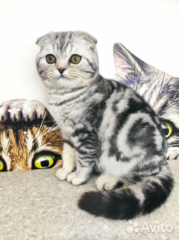 Шотландские котята