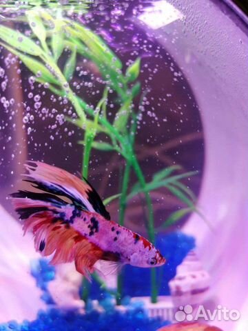 Рыбка, Петушок Халфмун