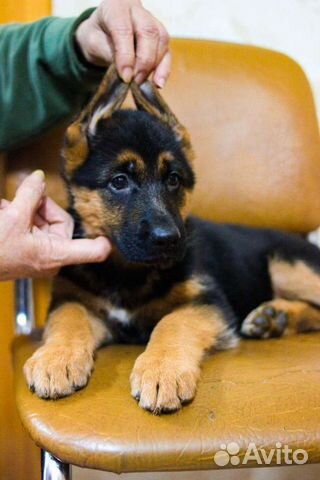 Красотка, два месяца