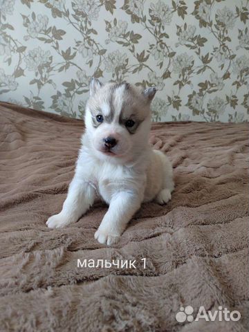 Щенок сибирской хаски
