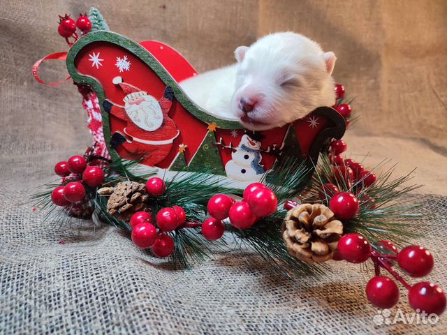 Щенки самоеда от родителей Интерчемпионов