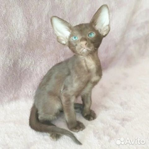 Ориентальные котята в современном типе