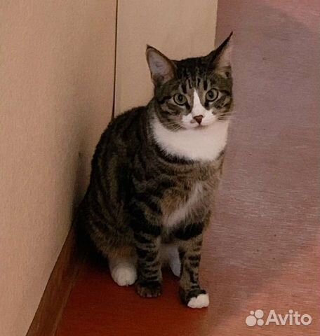 Котик,привит,хорошо дружит с другими котами