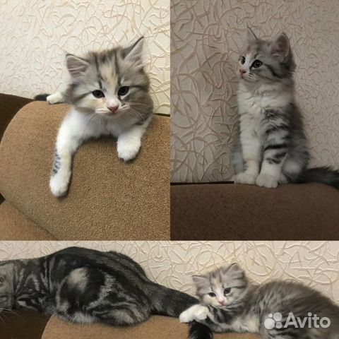 Кошечка в добрые руки