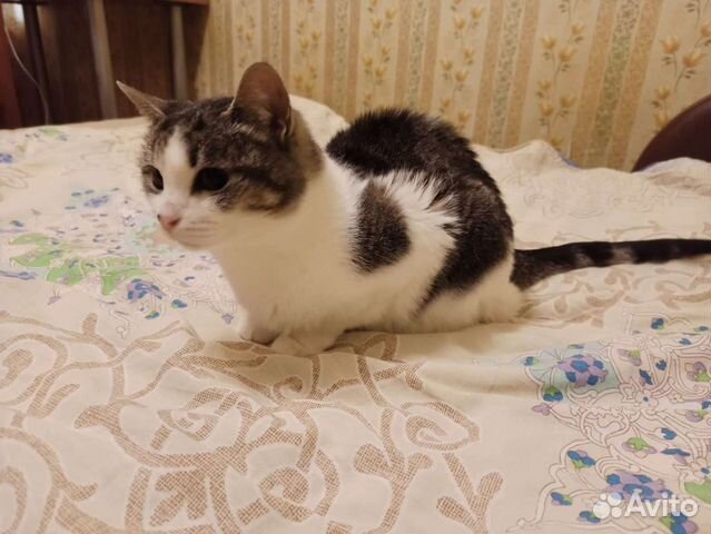 Кошка
