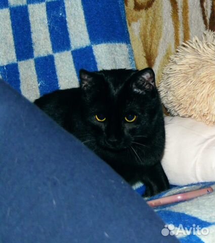 Котик в добрые руки