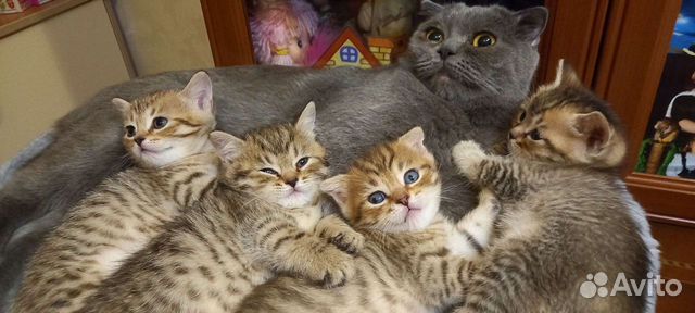 Шотландские котята