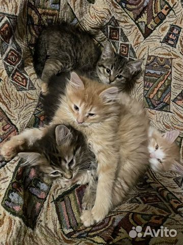 Котята сибирской кошки