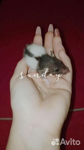 Декоративная крыса