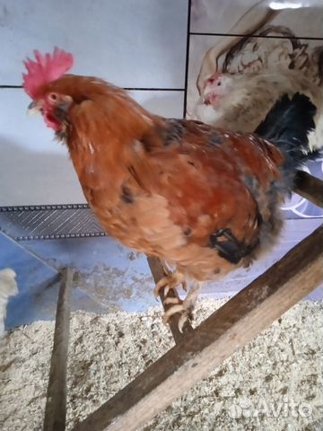 Продам петуха