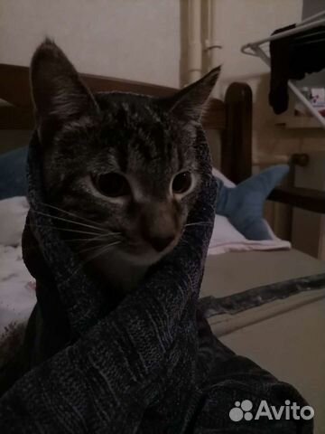 Котенок бесплатно