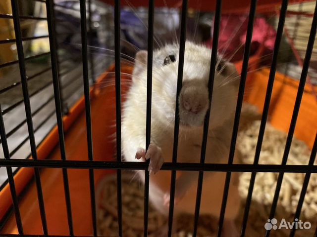 Крыса Дамбо с клеткой бесплатно