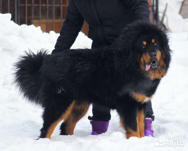 Подрощенный кобель тибетского мастифа