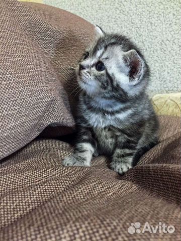 Британские котята