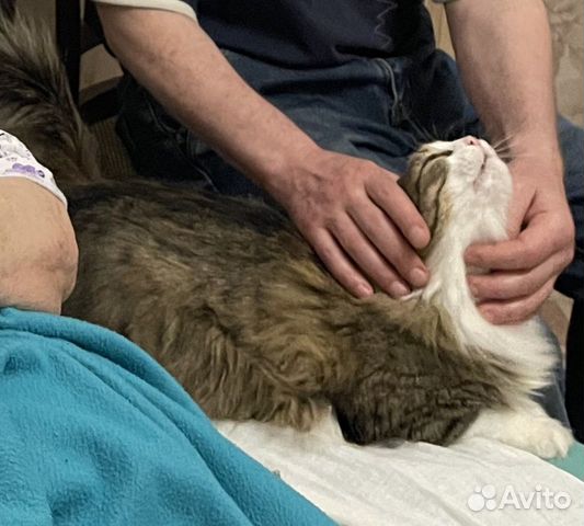 Отдам кошку в добрые руки