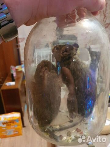 Дегу бесплатно в добрые руки