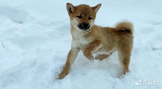 Сиба Ину щенки