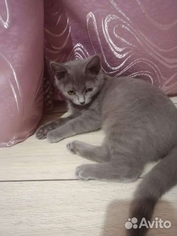 Продам кошку с сумкой переноской