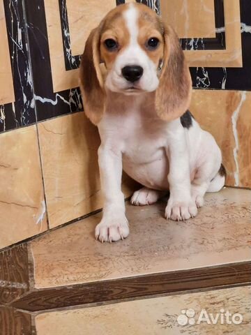 Бигль мальчики и девочки