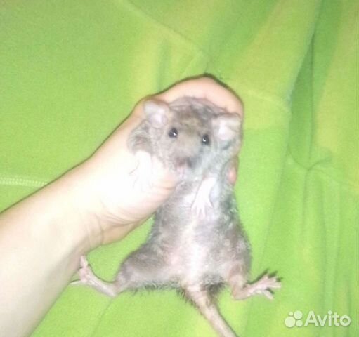 Крысы Дамбо Рекс в добрые руки