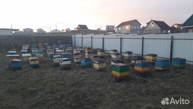 Пчелопакеты карника, пчелопакеты бакфаст