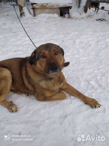 Собака в добрые руки