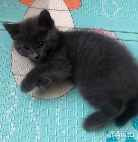 Британский котенок