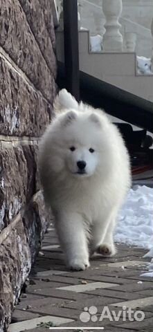 Самоедская лайка