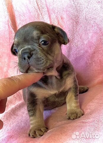 Голубая леди