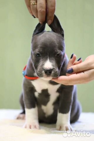 Стаффордширский терьер щенки