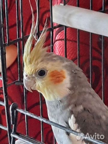 Попугай корелла с клеткой