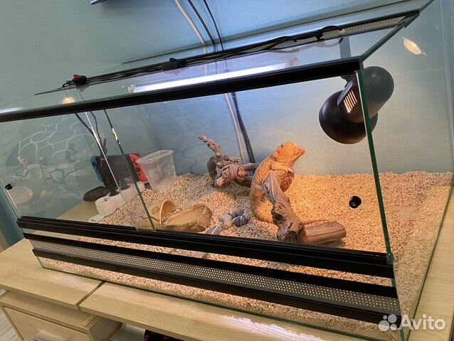 Бородатая агама с террариумом