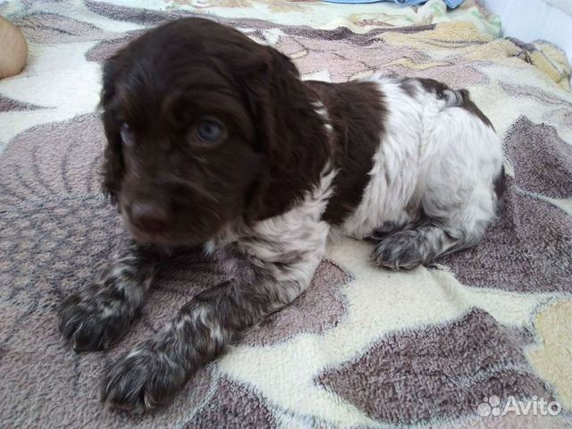 Коккер спаниель бесплатно